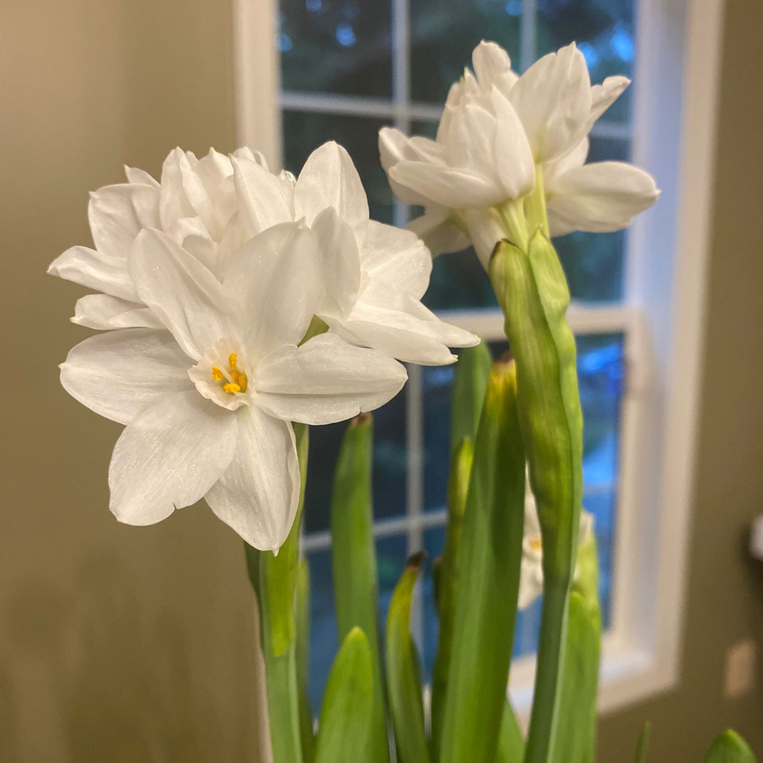 Potted Paperwhite Gifts | Extraordinary HG Choices – Extraordinary Home ...