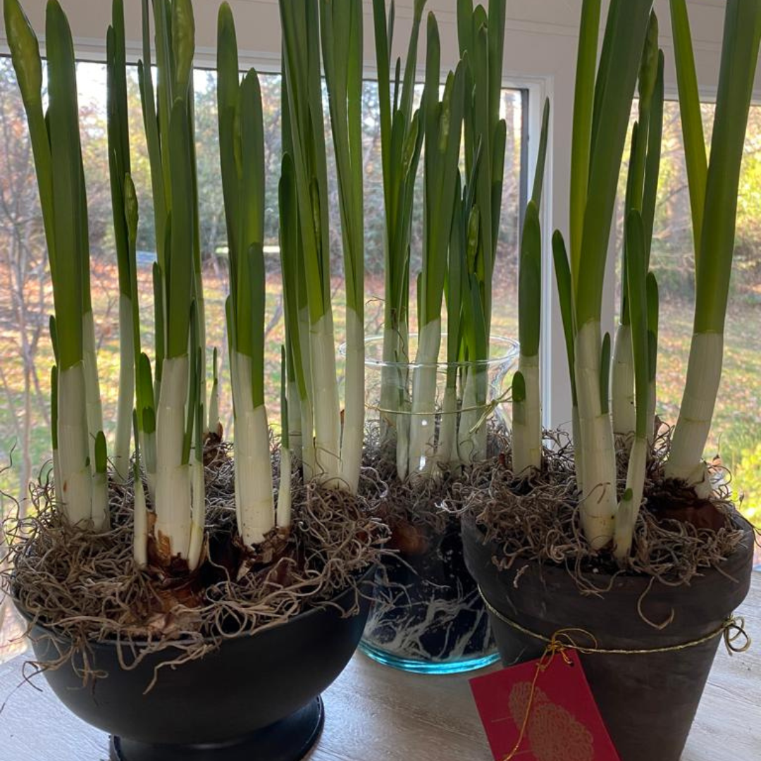 Potted Paperwhite Gifts | Extraordinary HG Choices – Extraordinary Home ...