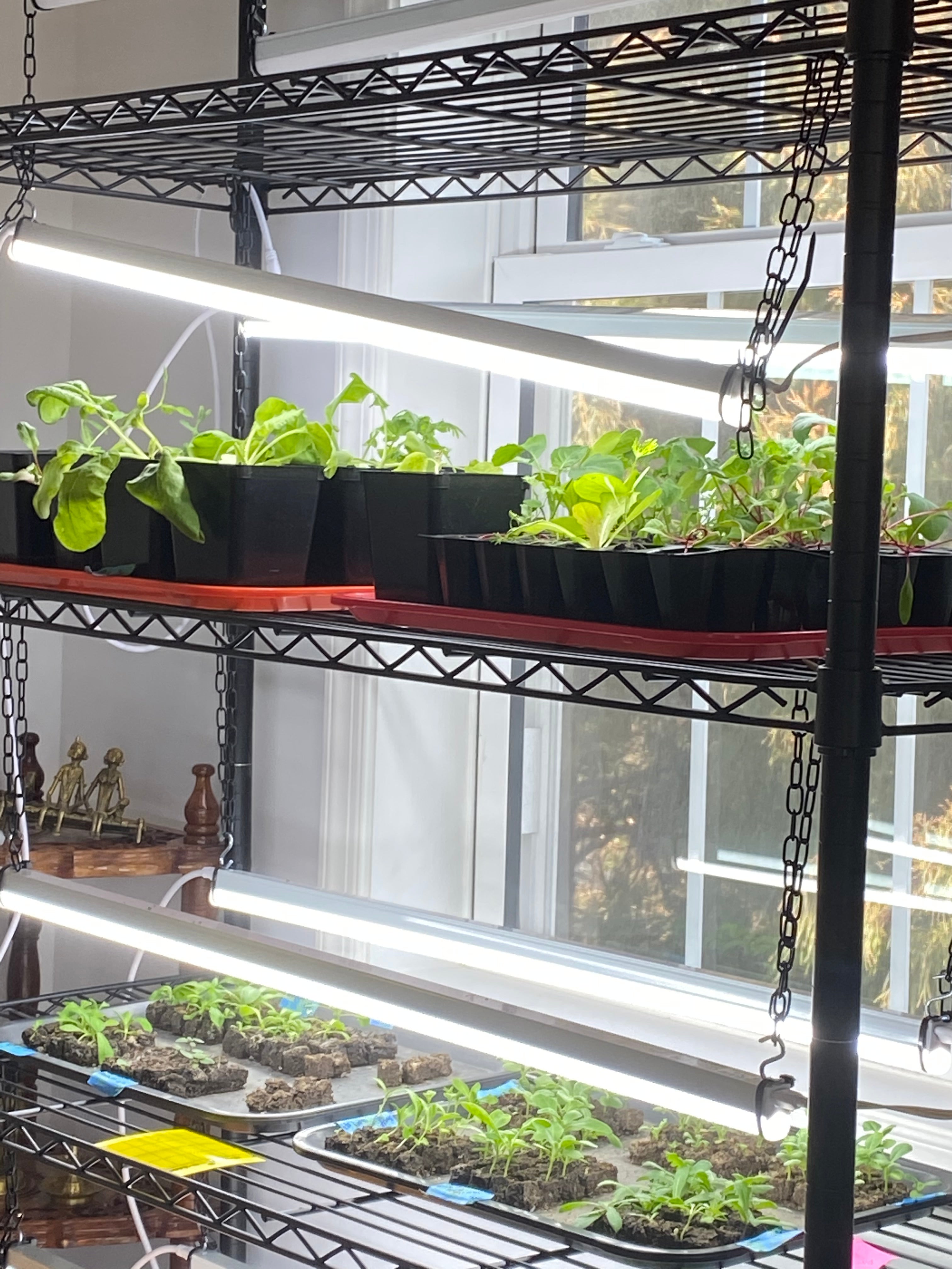 Workshop: Simplifying Seed Starting For Cut Flower Gardens| Extraordinary Home & Garden Choices